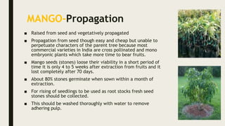 Crop Mango fruit 🥭 Presentation (1).pptx