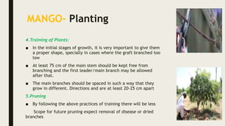 Crop Mango fruit 🥭 Presentation (1).pptx