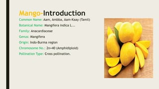 Crop Mango fruit 🥭 Presentation (1).pptx