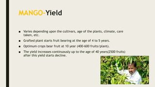 Crop Mango fruit 🥭 Presentation (1).pptx