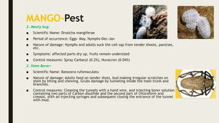 Crop Mango fruit 🥭 Presentation (1).pptx