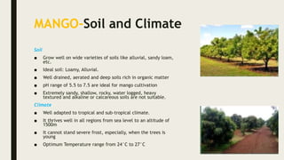 Crop Mango fruit 🥭 Presentation (1).pptx