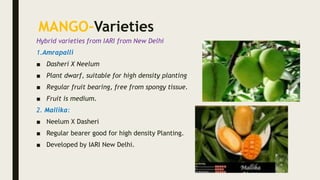 Crop Mango fruit 🥭 Presentation (1).pptx