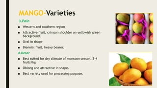 Crop Mango fruit 🥭 Presentation (1).pptx