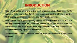 Crop Modelling in Rice | PPTX