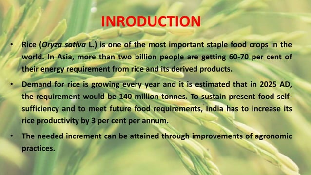 Crop Modelling in Rice | PPTX