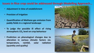 Crop Modelling in Rice | PPTX
