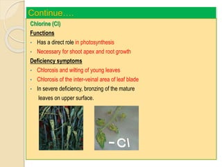 Plant Nutrients | PPTX