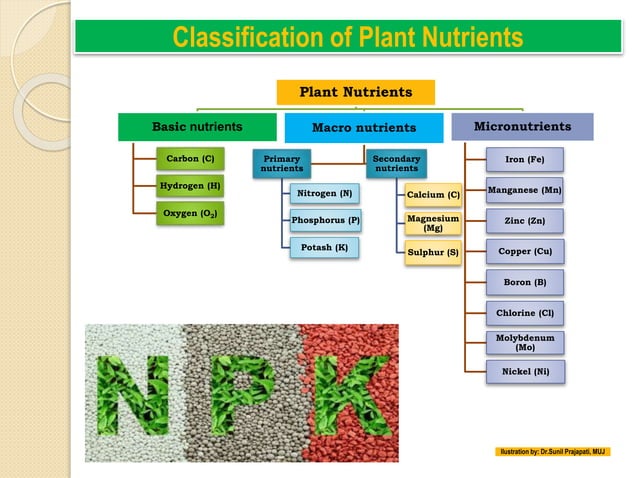 Plant Nutrients