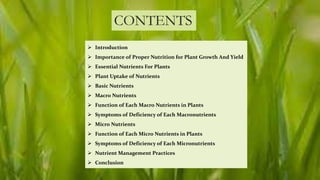 CROP_hbjhbbhbbhbhbbhbhjhjbhNUTRITION.pptx