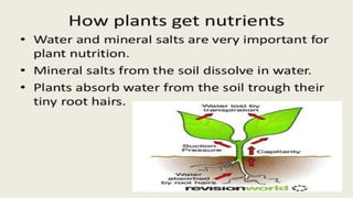 crop nutrition part, micro and macro nutrients | PPT