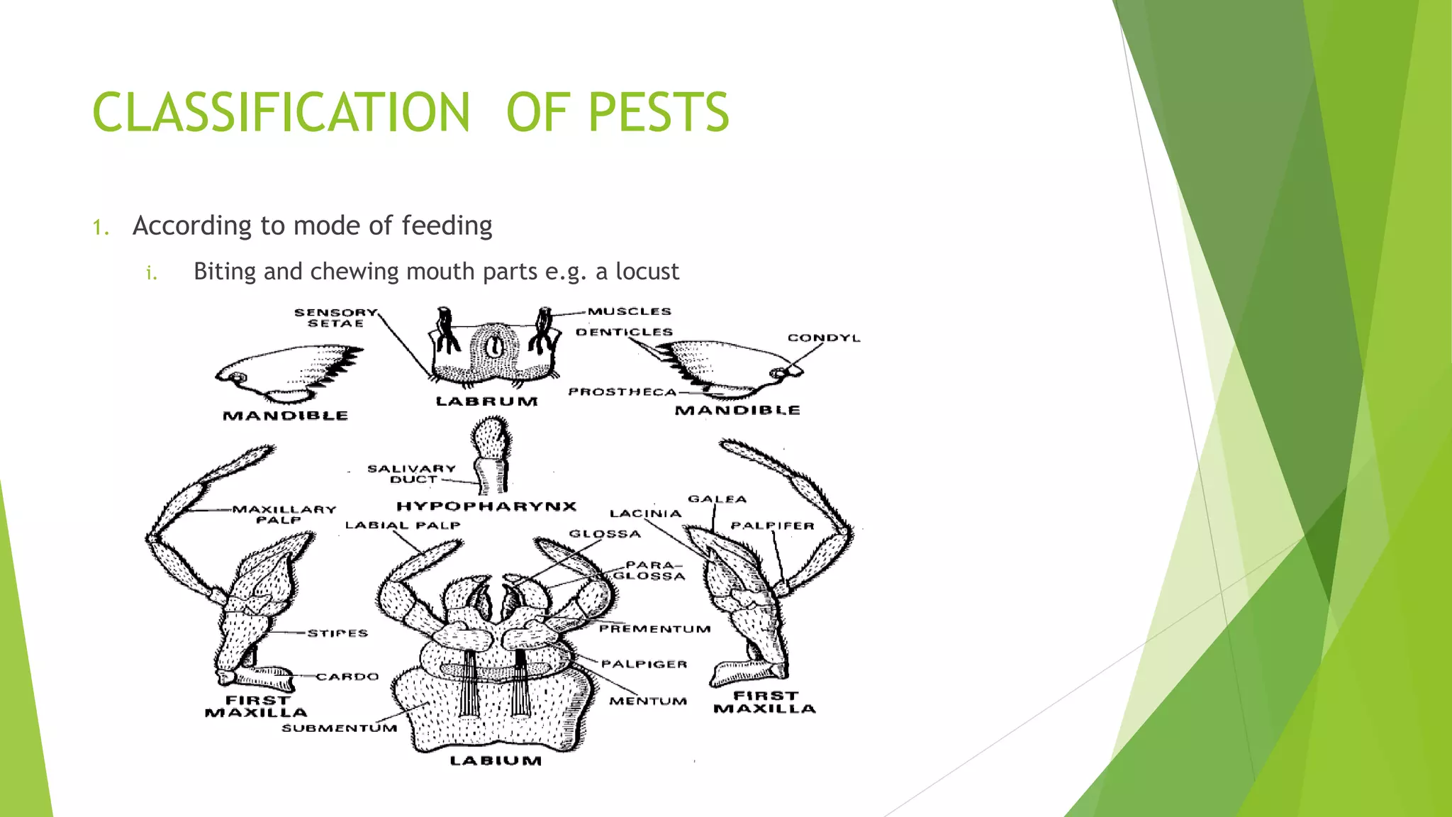 Crop pests and diseases | PPTX