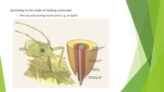Crop pests and diseases | PPTX