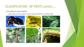 Crop pests and diseases | PPTX