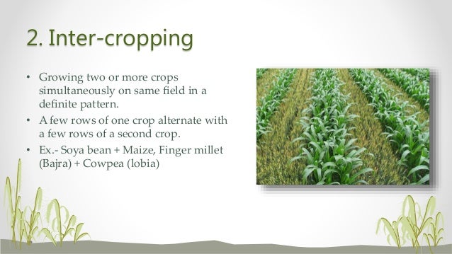 Cropping pattern