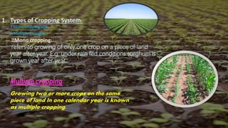 Cropping pattern and cropping system | PPTX