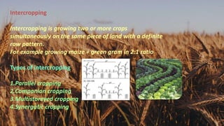 Cropping pattern and cropping system | PPTX