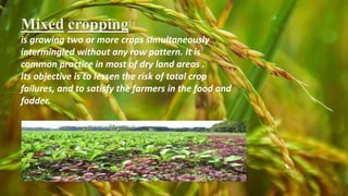 Cropping pattern and cropping system | PPTX