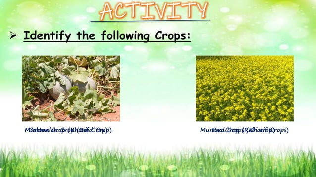 Cropping Patterns and Major Crops.pptx | Agriculture | Industries