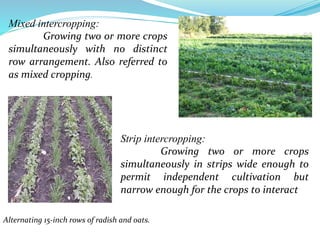 Cropping systems in vegetables | PPTX