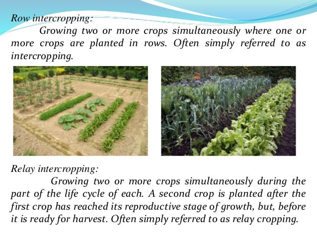 Intercropping Vegetables Chart