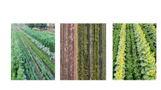 Different types of Cropping system in India | PPTX
