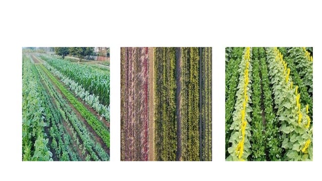 Different types of Cropping system in India | PPTX