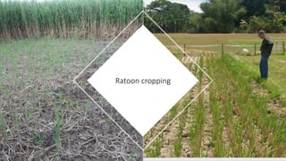 Different types of Cropping system in India | PPTX