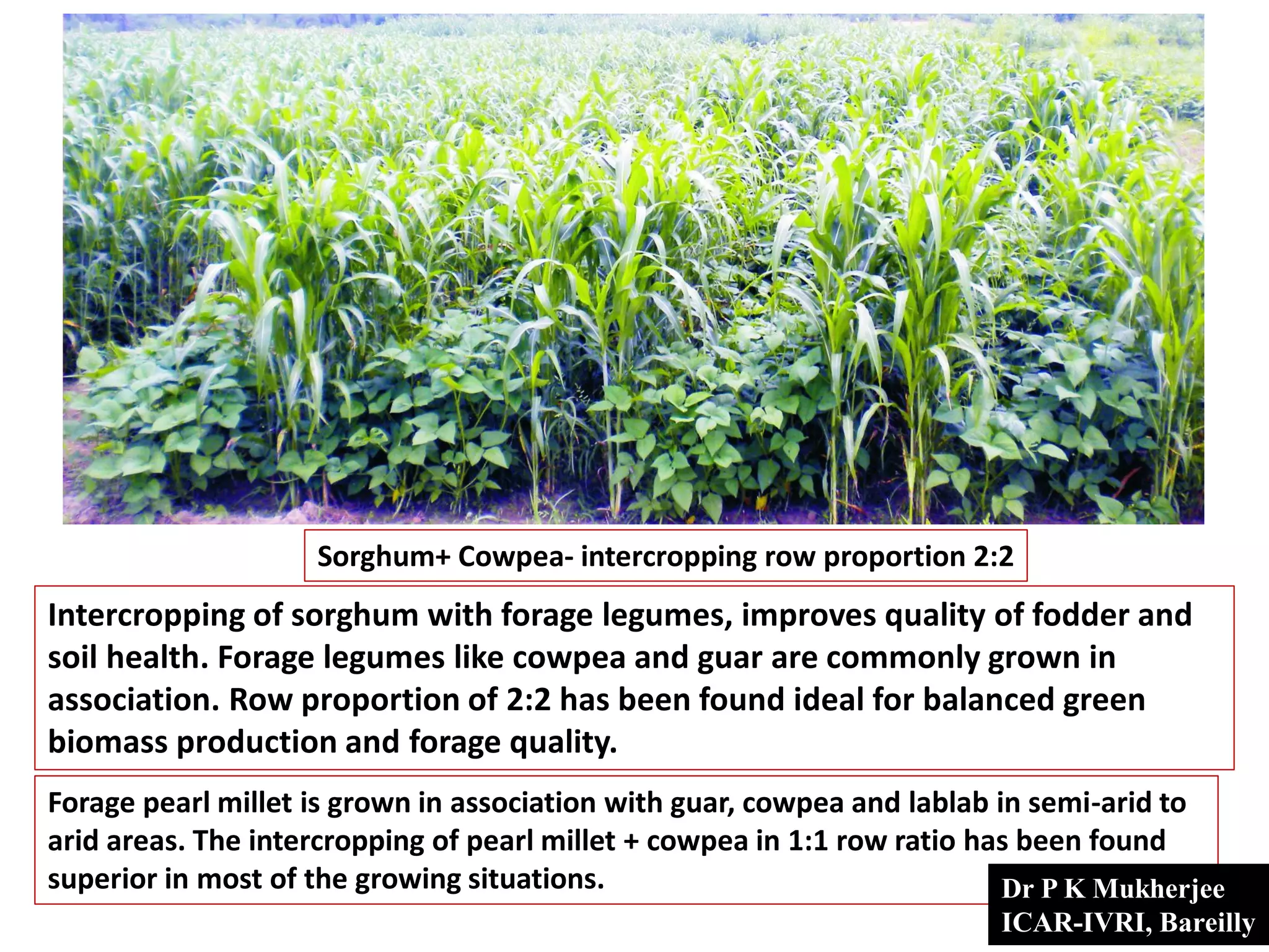 Cropping system pijush kanti mukherjee (icar-ivri) | PDF