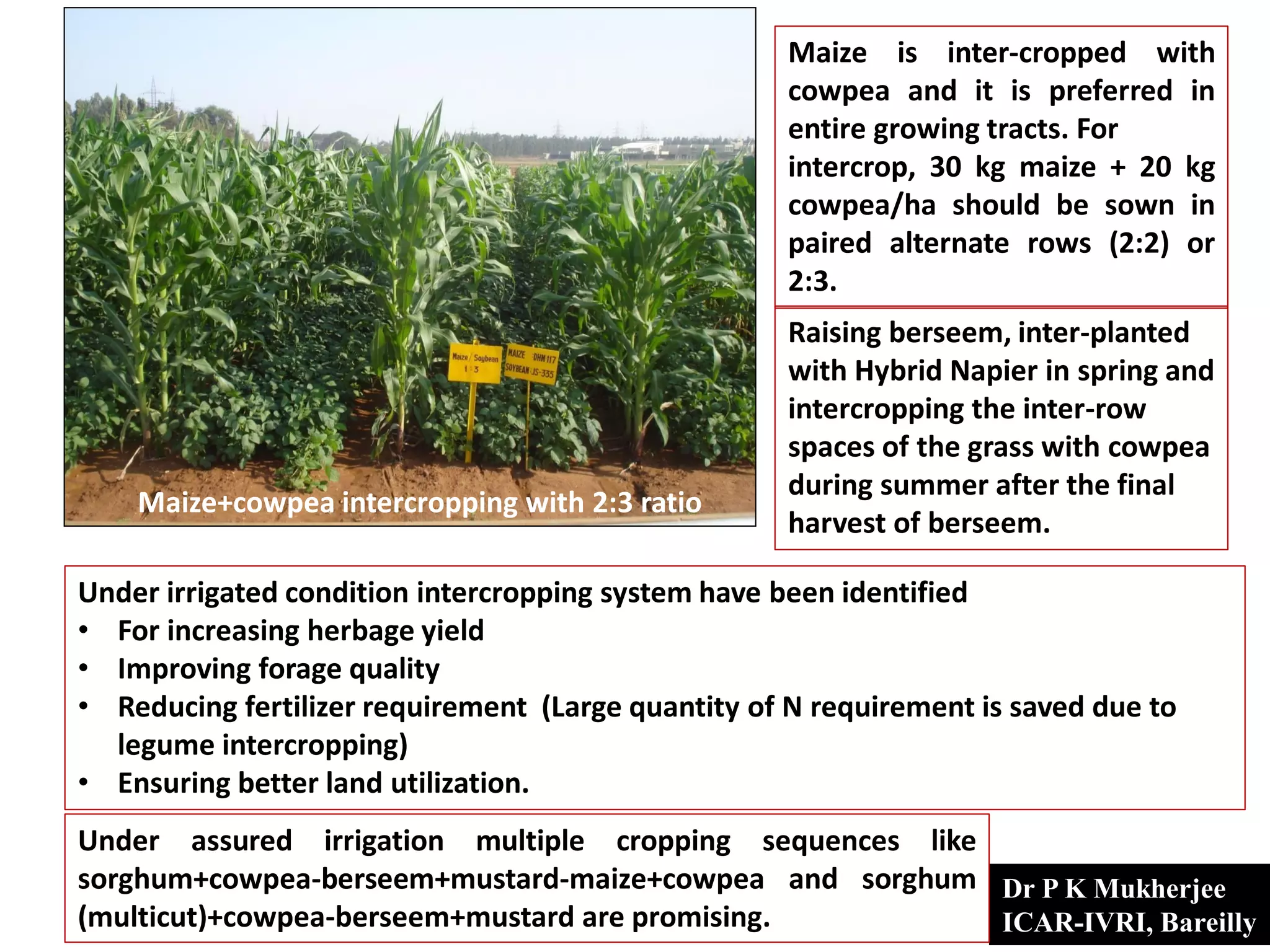 Cropping system pijush kanti mukherjee (icar-ivri) | PDF