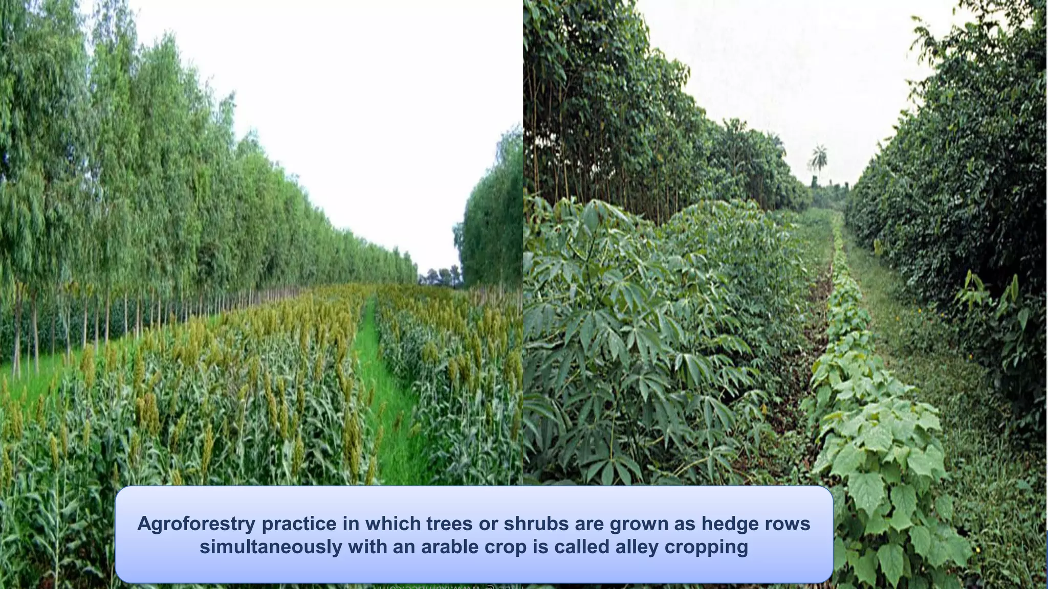 Cropping System and cropping Pattern PDF (1).pdf