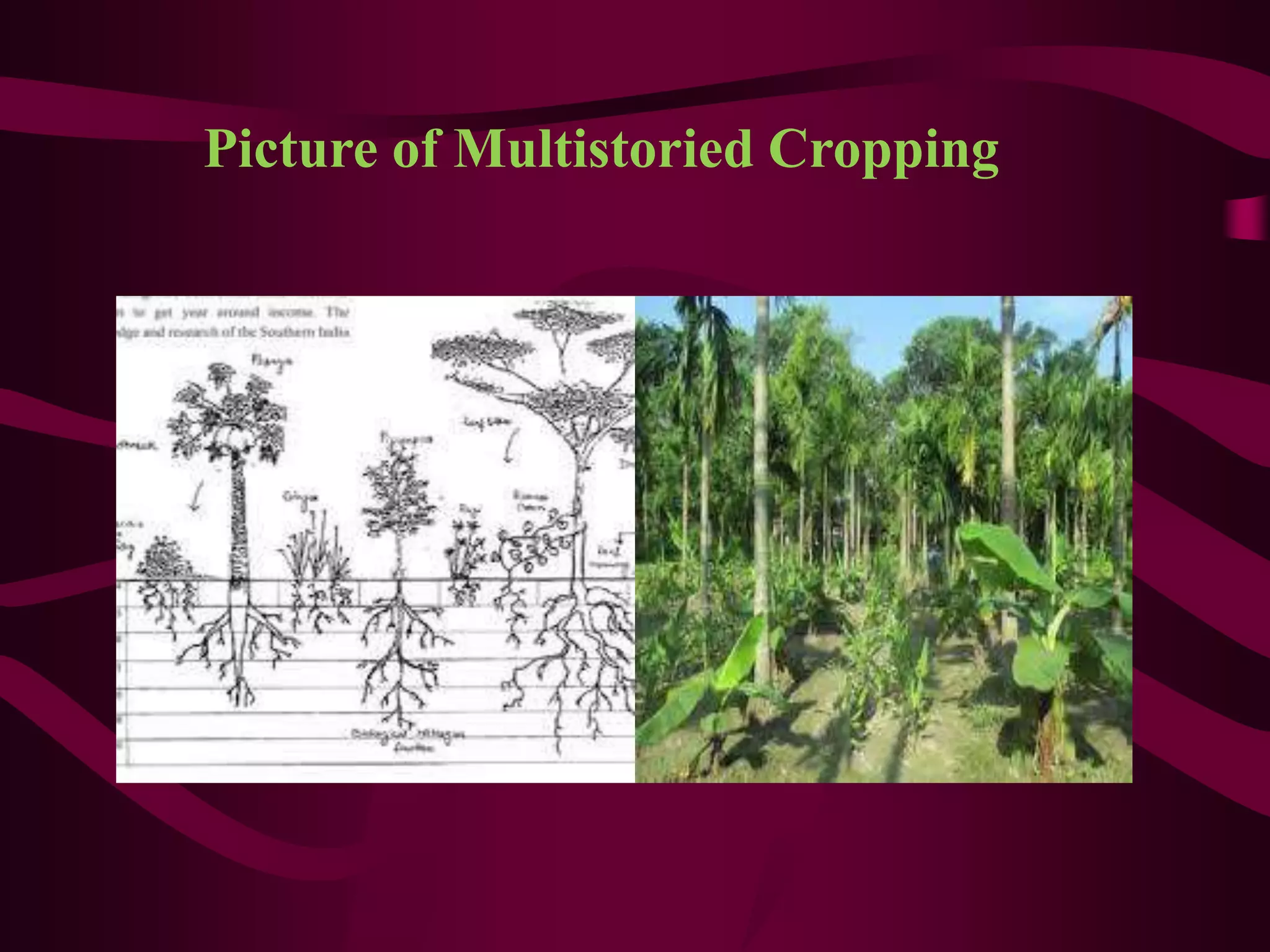 Cropping system ppt 1 | PPTX