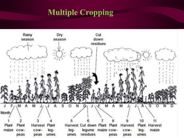 Cropping system ppt 1