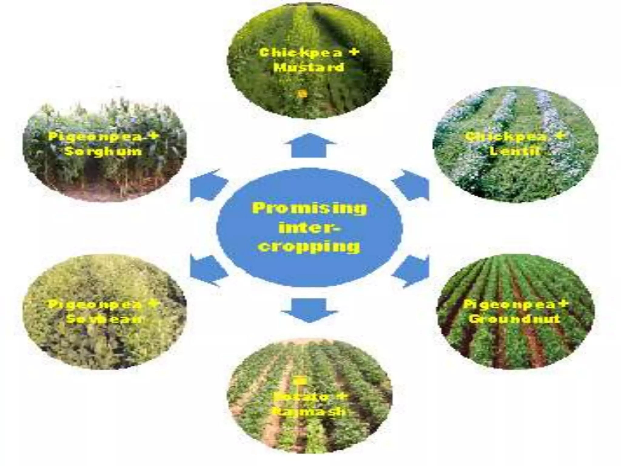 Cropping Systems.pptx