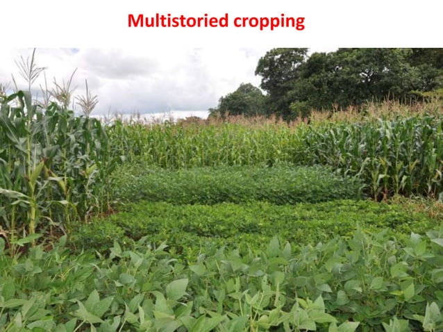 Cropping Systems.pptx | Agriculture | Industries