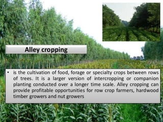 Cropping Systems.pptx