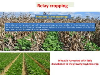 Cropping Systems.pptx
