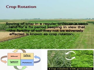Cropping Systems.pptx