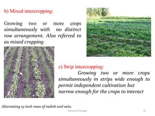 vegetable based cropping systems | PDF