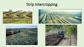 Cropping Systems | PPTX