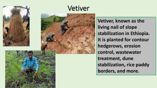 Cropping Systems | PPTX