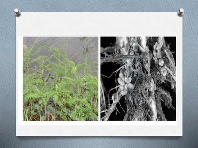 cropping technology of sesbania.pptx | Agriculture | Industries