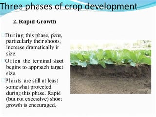 Crop planning | PPTX