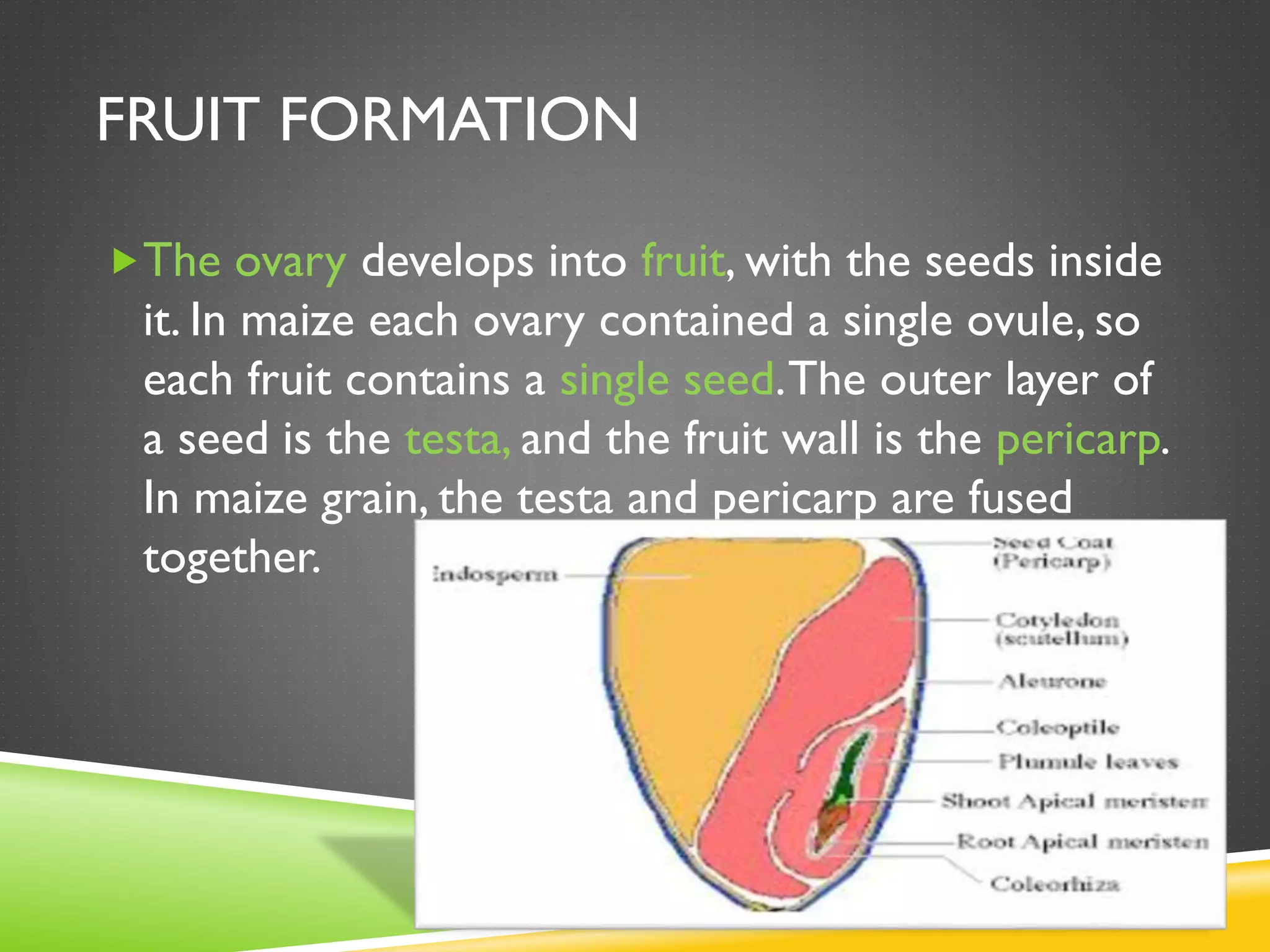 Crop plants | PPTX