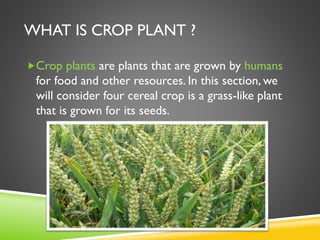 Crop plants | PPTX