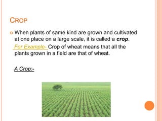 Crop procuction and management | PPTX