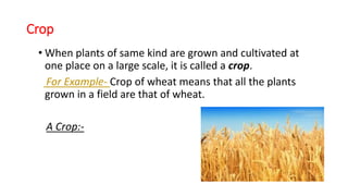 Crop production 1 | PDF