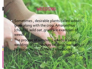 CROP PRODUCTION AND MANAGEMENT | PPTX