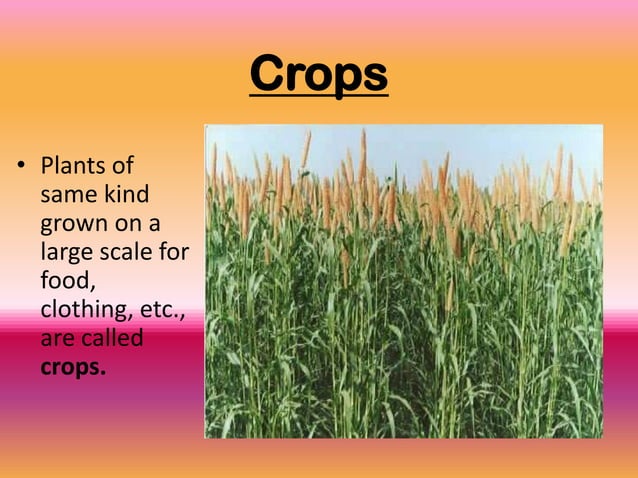 CROP PRODUCTION AND MANAGEMENT | PPTX | Agriculture | Industries