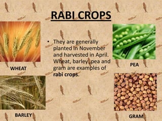 CROP PRODUCTION AND MANAGEMENT | PPTX